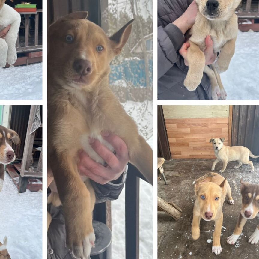 Сибирский хаски, щенок