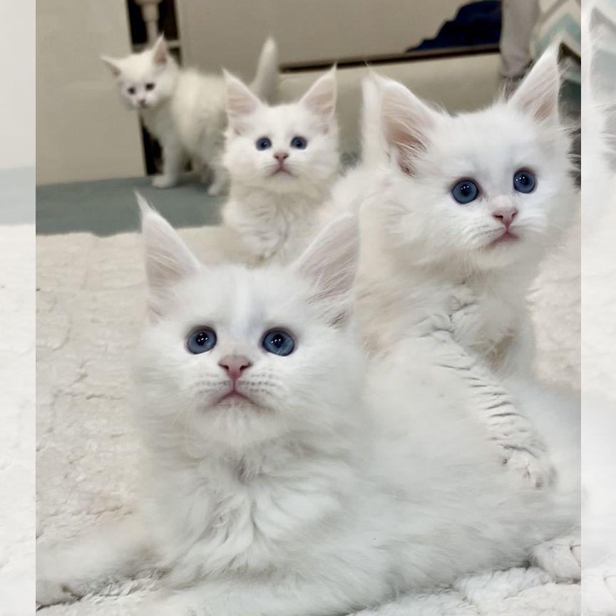 Мейн-кун котёнок