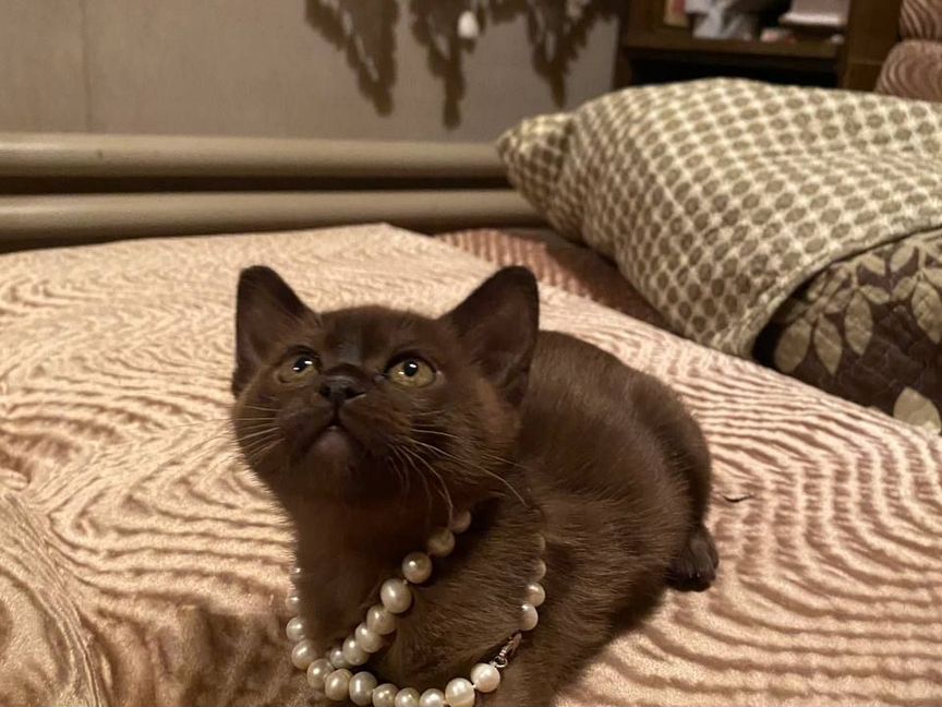 Бурманская кошка