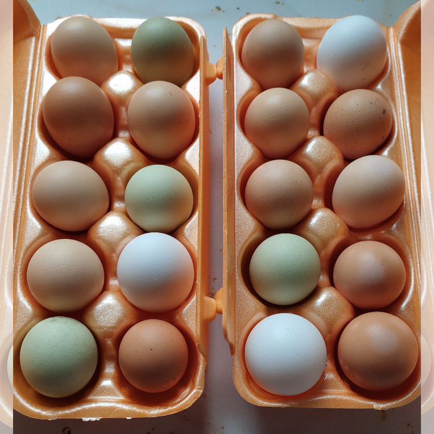 Домашние куриные яйца