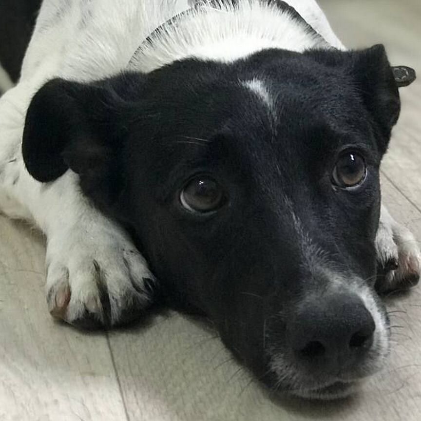 Милли в добрые ручки