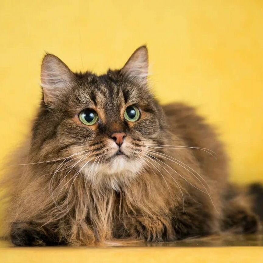 Кошечка Муха в добрые руки