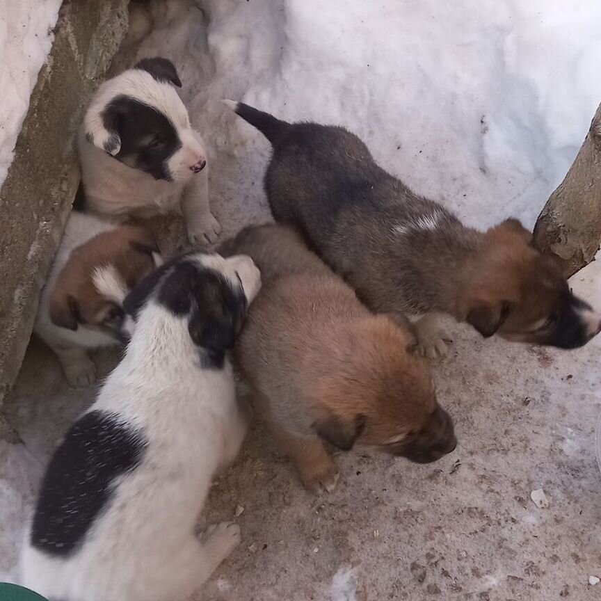 Щенок в добрые руки