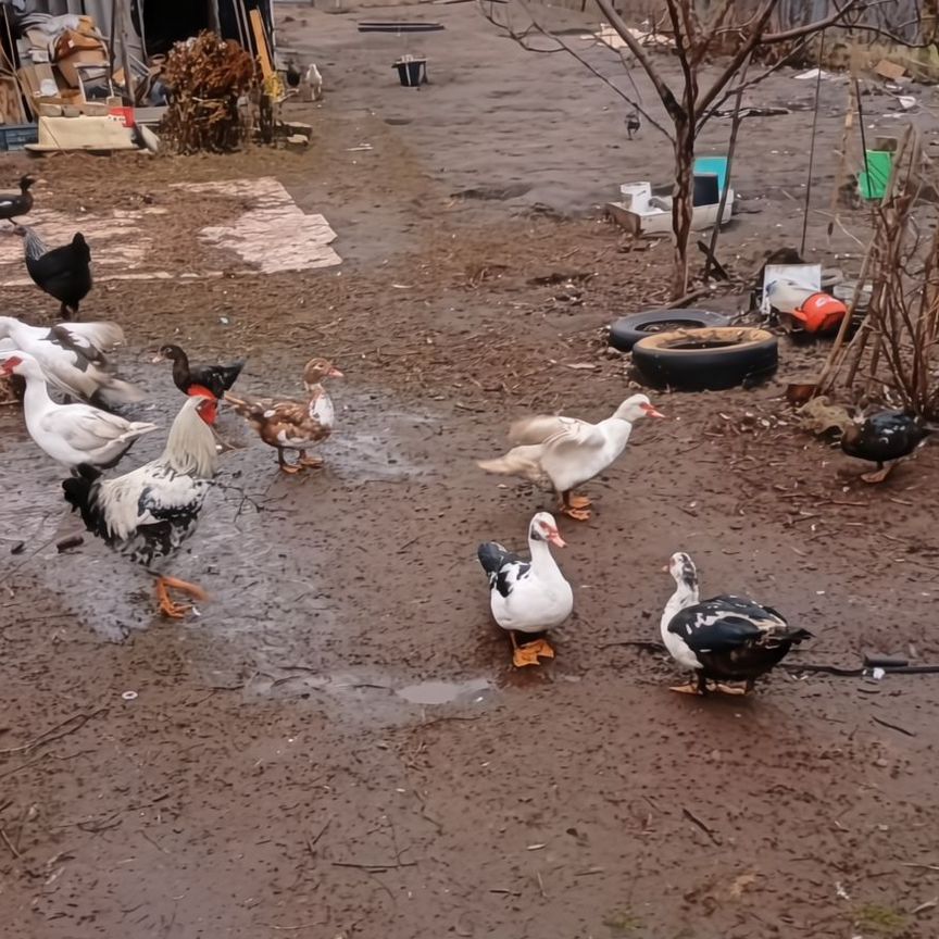 Подам индоуток на племя, мясо