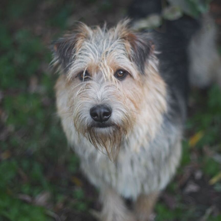 Собака в добрые руки отдам бесплатно из приюта