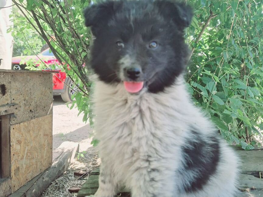 Щенки в добрые руки