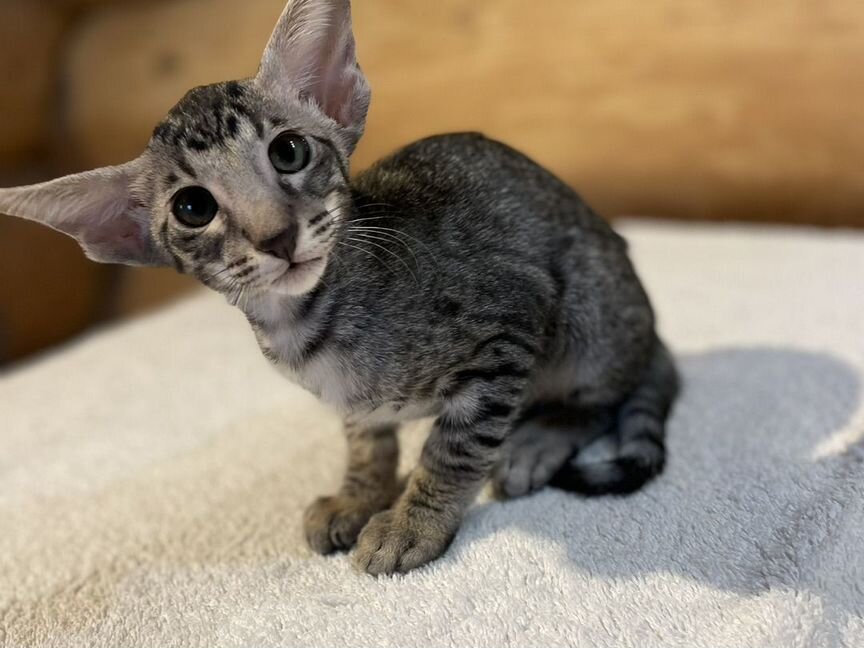 Ориентальные котята