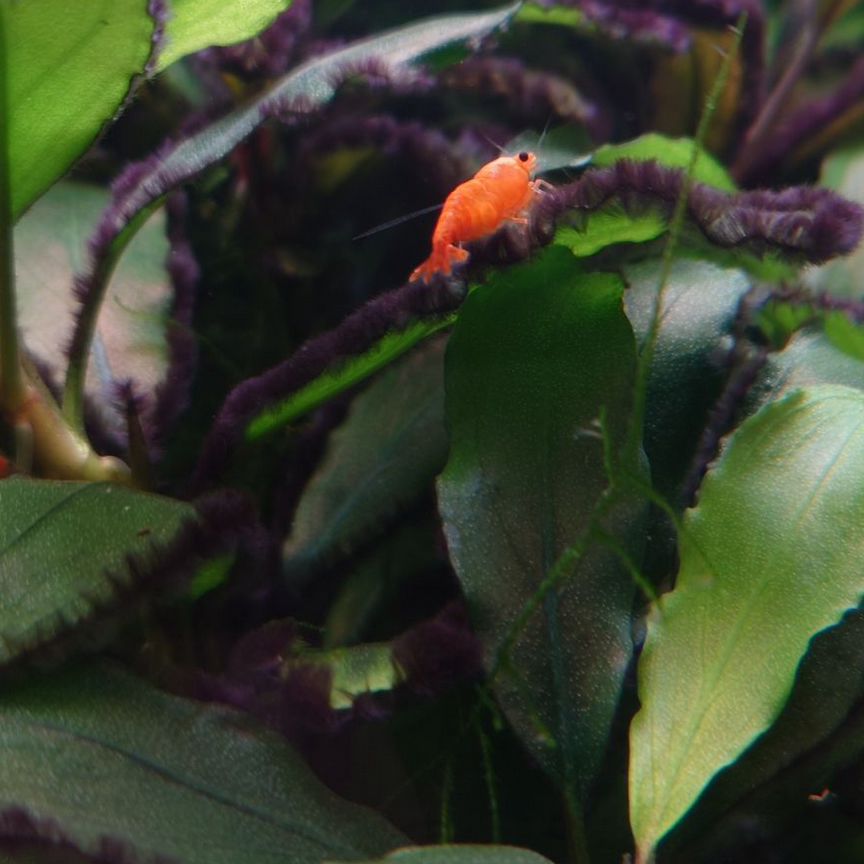 Креветки неокаридина оранжевая тыква