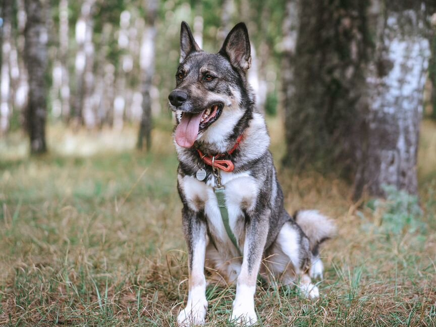 Байкал из приюта ищет дом