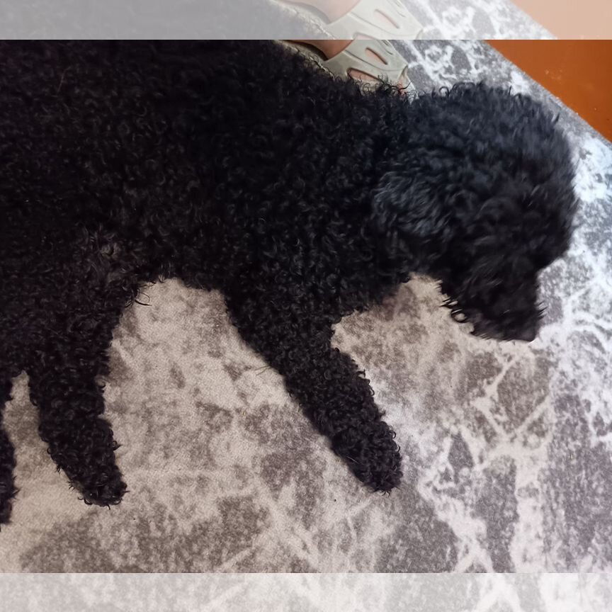 Пудель, взрослый пёс