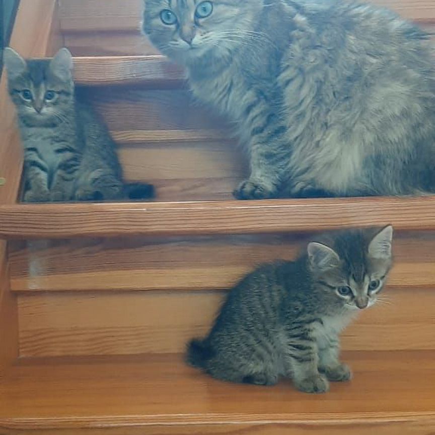 Котята в добрые руки