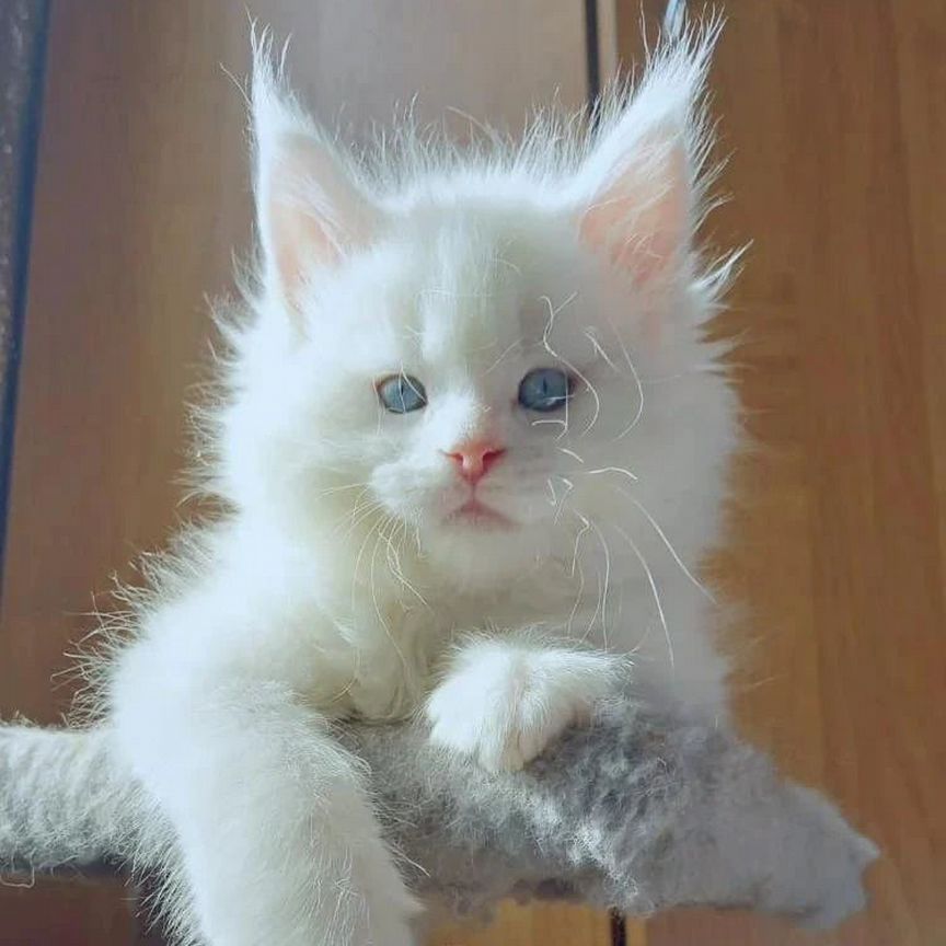 Мейн-кун котёнок