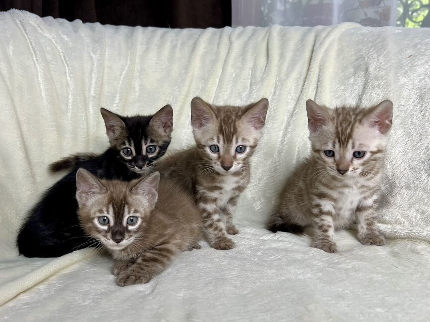 Бенгальские котята