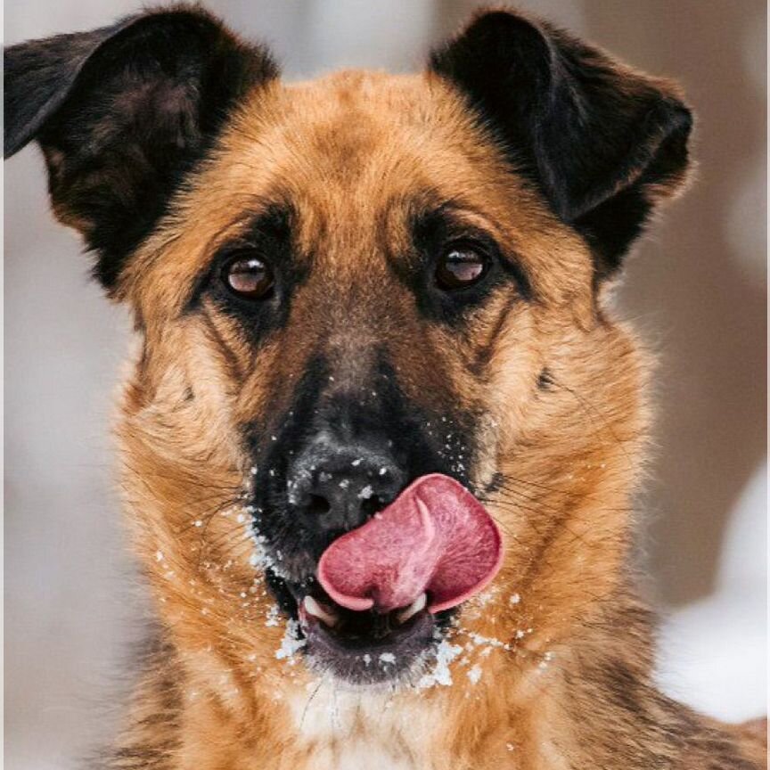 Взрослая собака в добрые руки