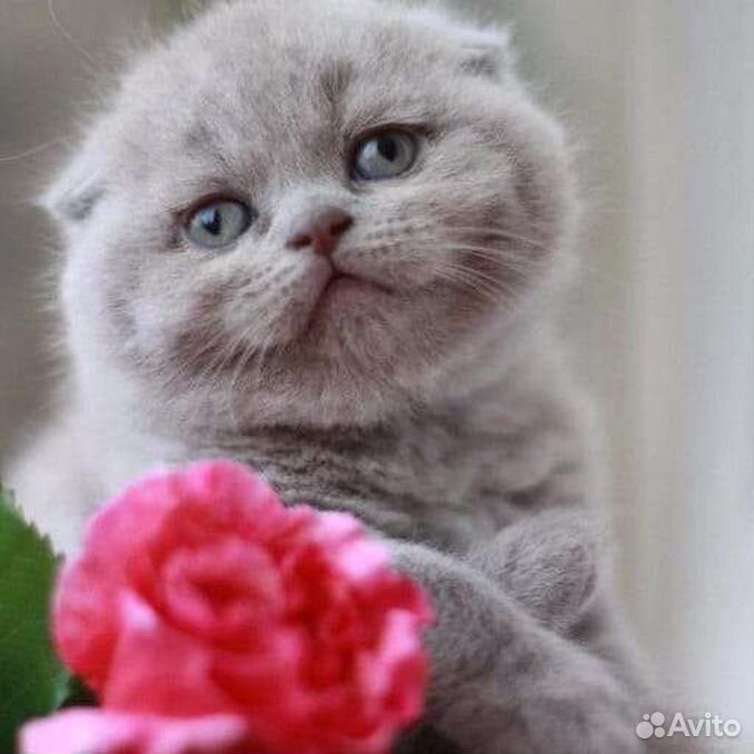 Шотландские кукольные детки