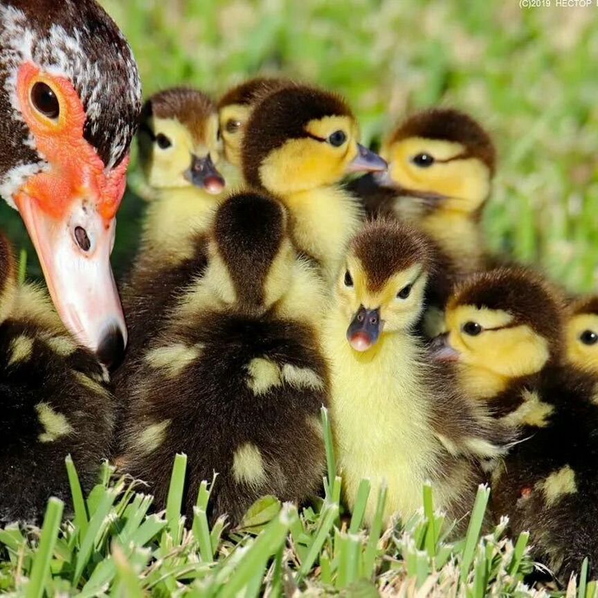 Индо утята двухнедельный тяжёлый линия