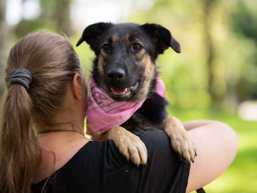 Добрая маленькая Собака юю