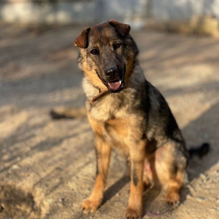 Умная собака ищет дом