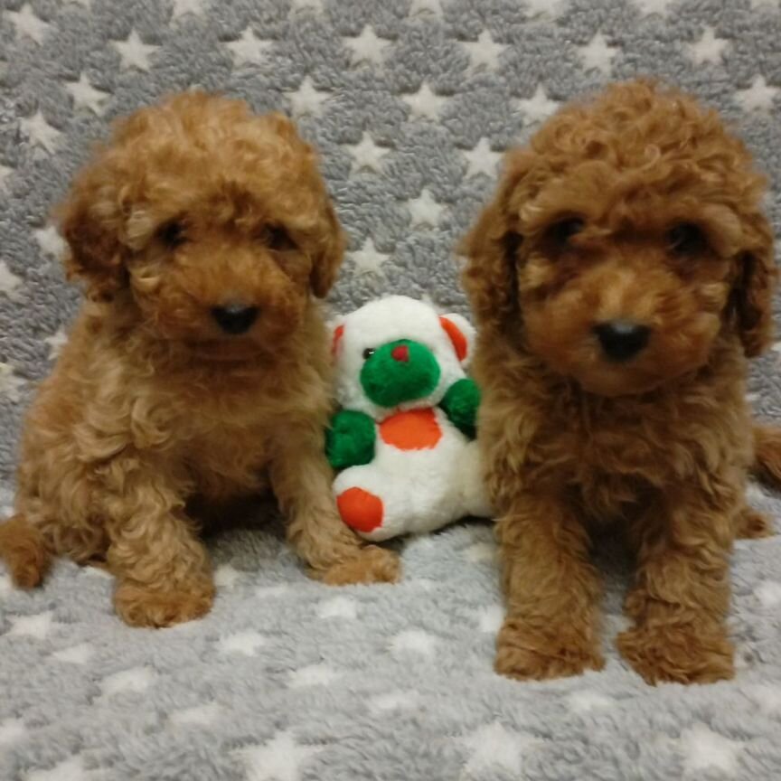 Той-пудель, щенок