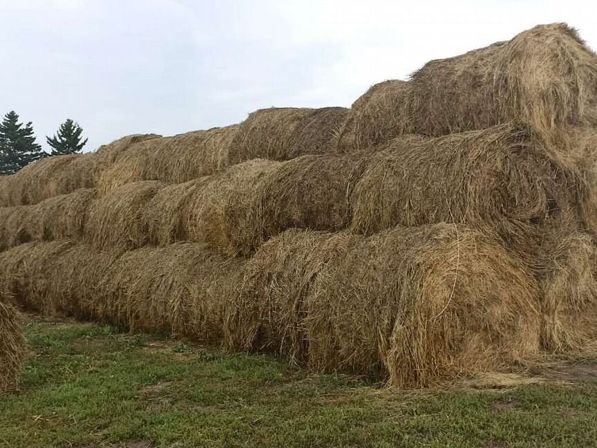 Сено рулоны