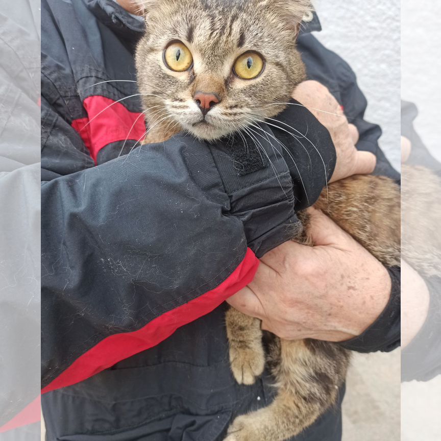 Скромный котенок-подросток