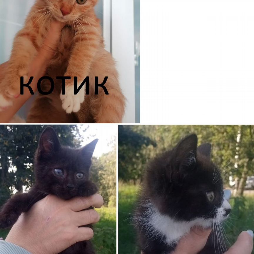 Котята в добрые руки