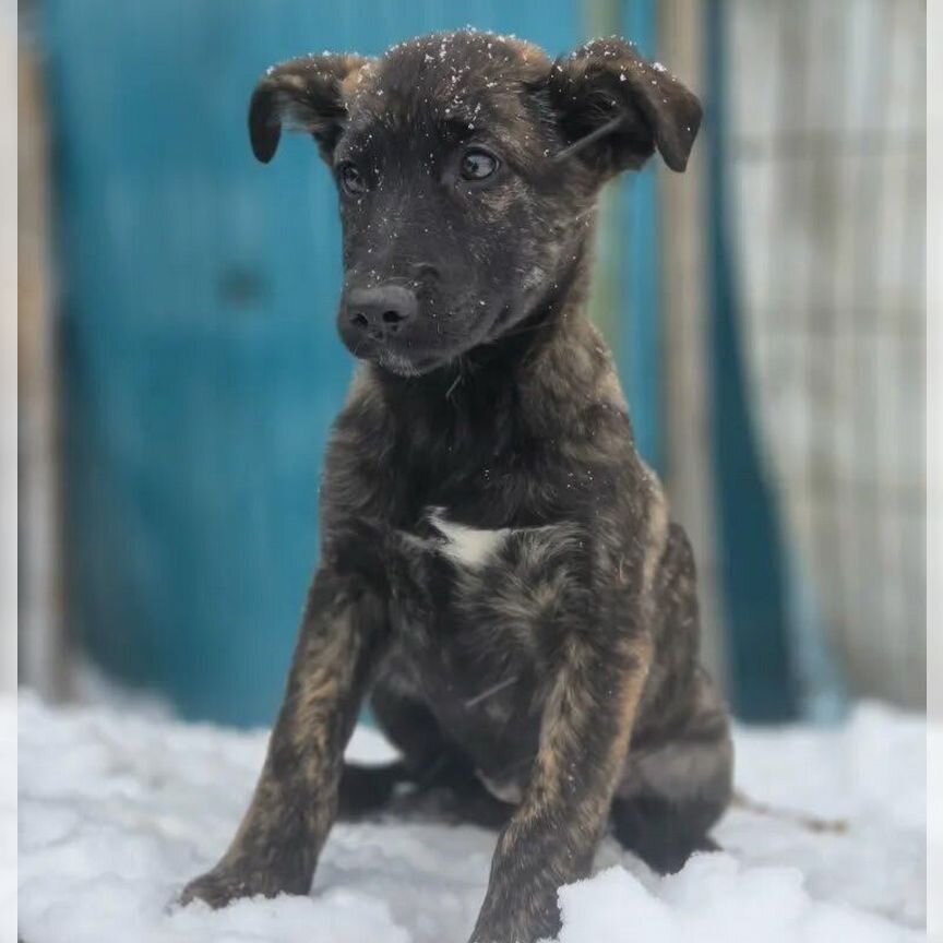 Щенок в добрые руки