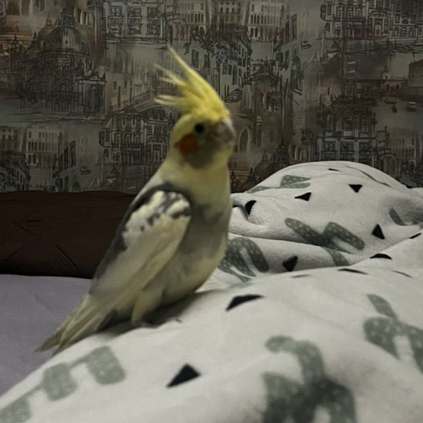 Попугай корелла с клеткой