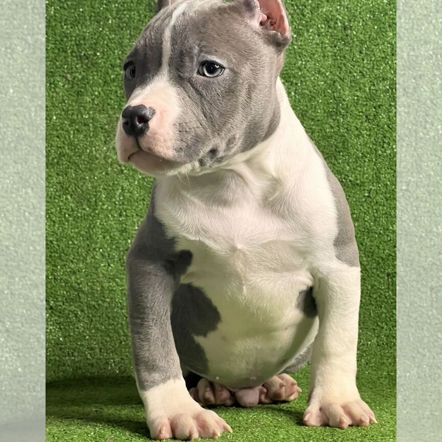 Американский булли, щенок