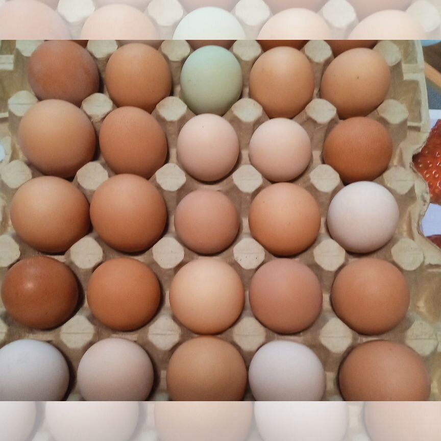 Инкубационное яйцо