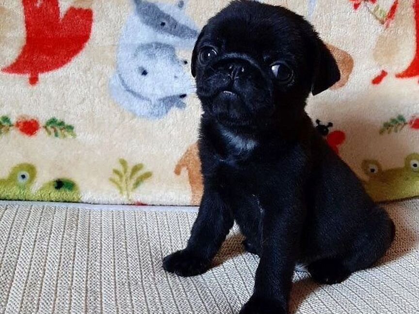 Щенки мопса