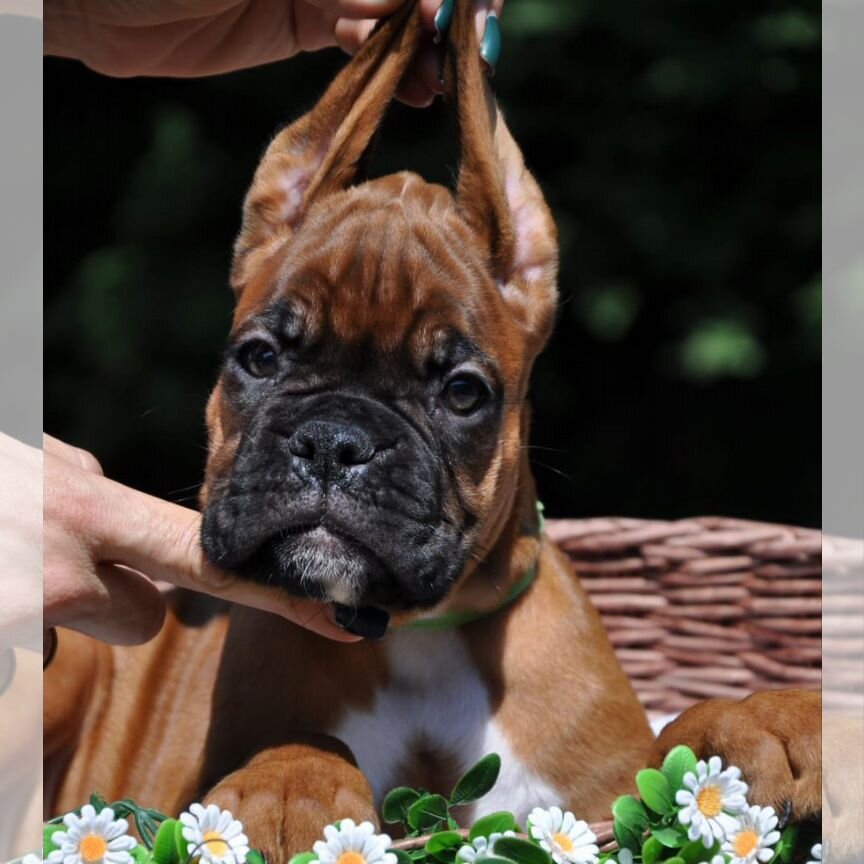 Щенки боксера