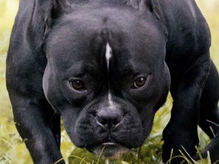 Американский булли покет щенки