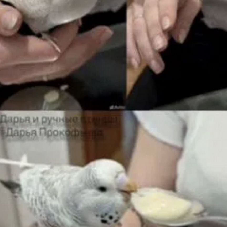Ручной попугай ввп Чех Выкормыш человеком