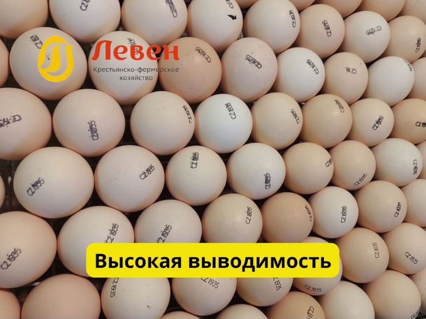 Инкубационное яйцо бройлеров Кобб 500 и Росс 308