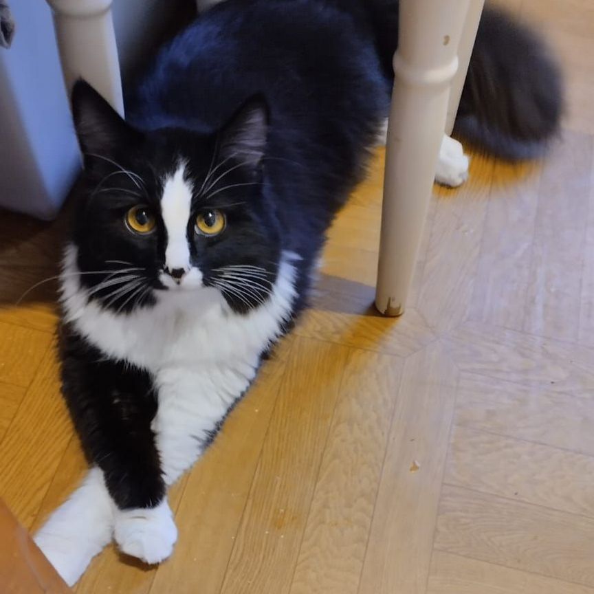 Великолепный котенок, домашний мальчик