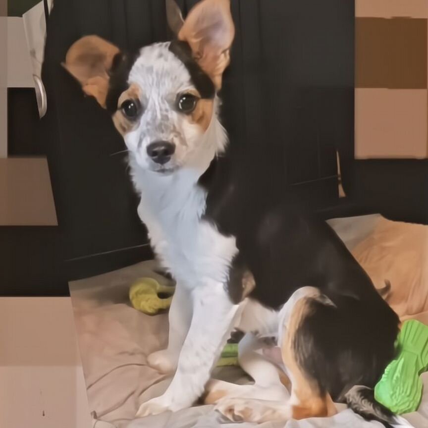 Щенок в добрые руки