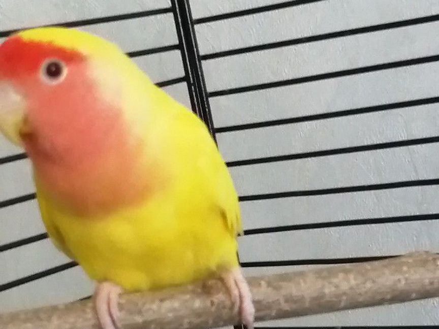 Попугай неразлучник бесплатно