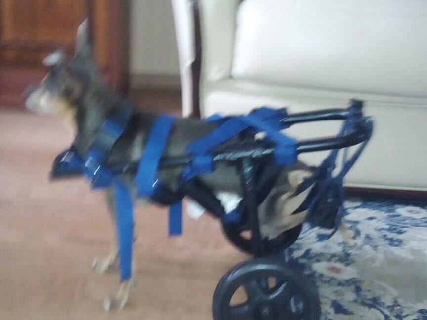 Инвалидная коляска для собак