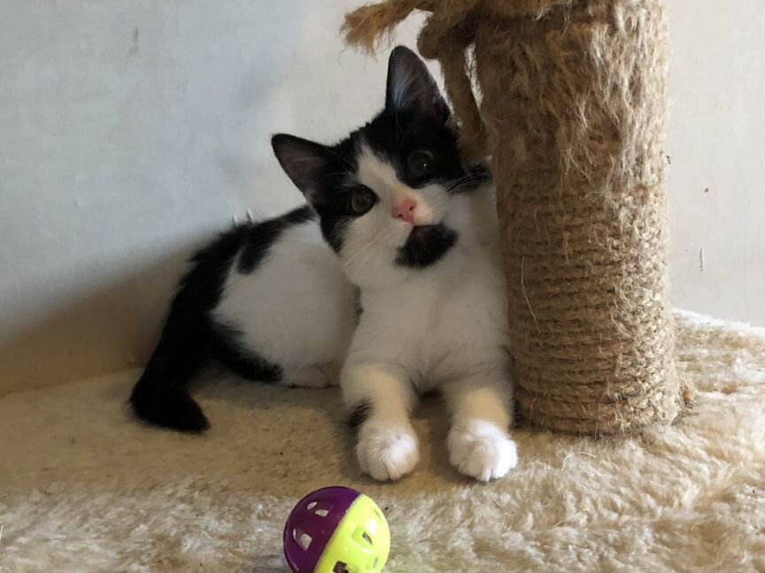 Котенок в ответственные руки