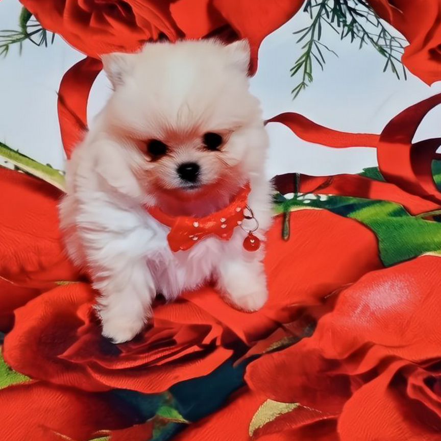 Померанский шпиц, щенок