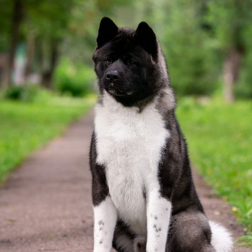 Щенки американской акиты