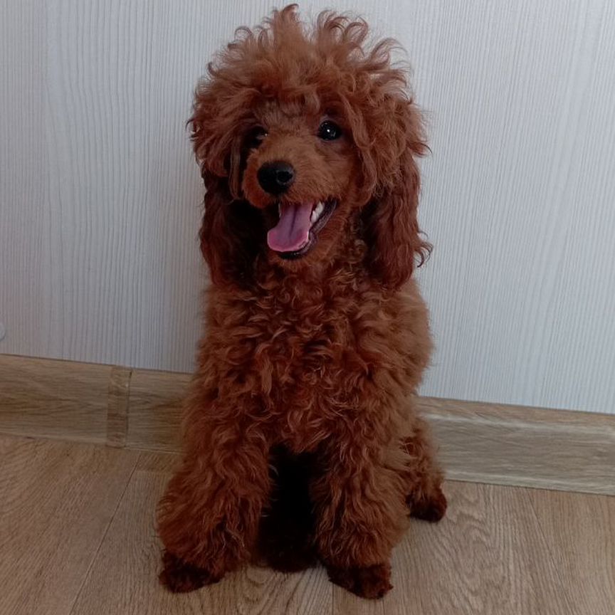 Той-пудель, щенок