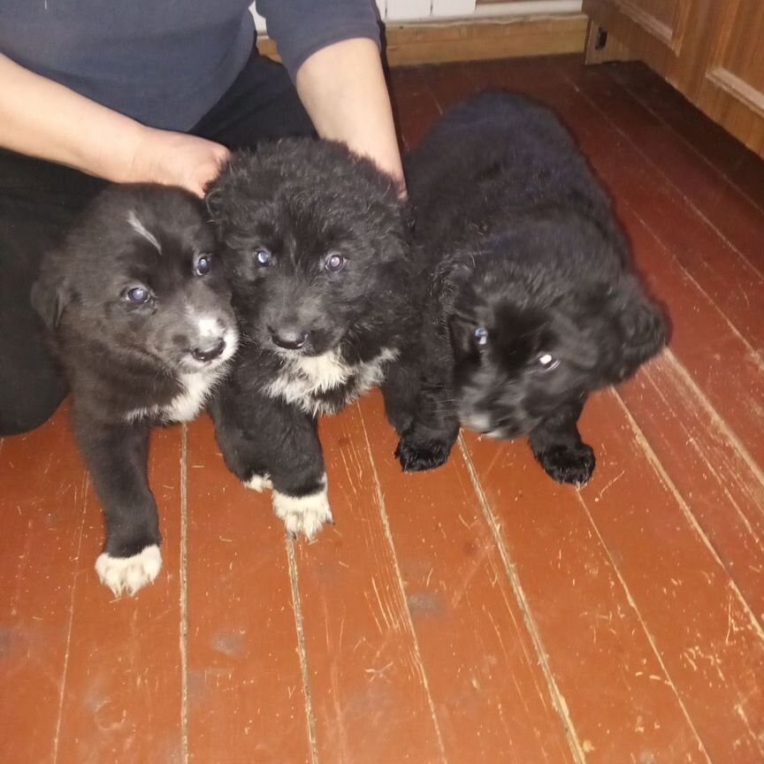 Щенок в добрые руки бесплатно