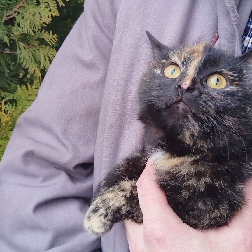 Котенку нужен дом