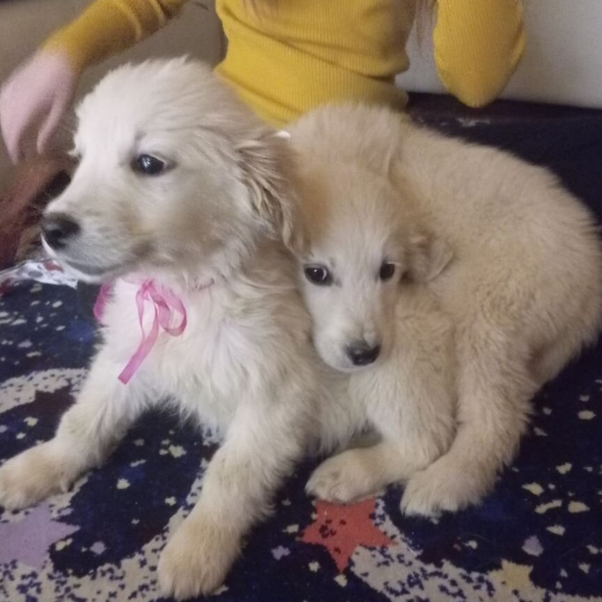 Золотистый ретривер