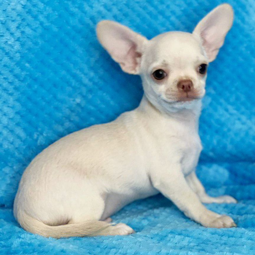 Чихуахуа, щенок