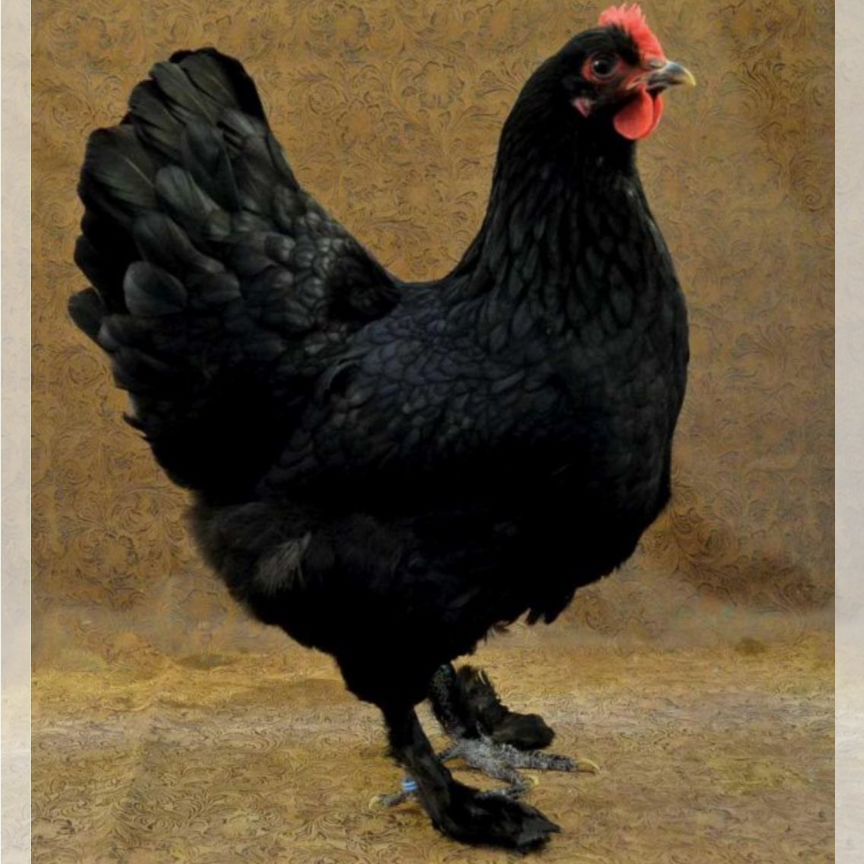 Цыплята доминант