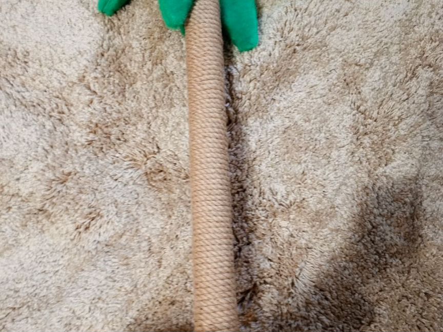 Когтеточка пальма