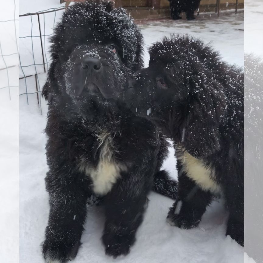 Ньюфаундленд, щенок